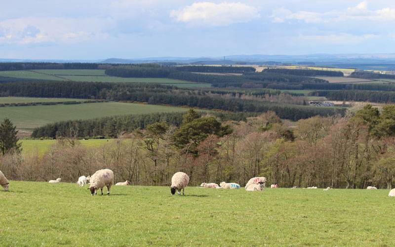 Falla Farmhouse - Scottish Borders South of Jedburgh